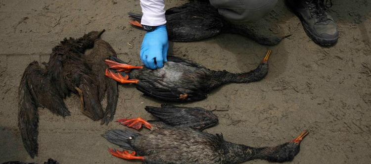 Caso Repsol: responsabilidad de Repsol ante el derrame de petróleo ...